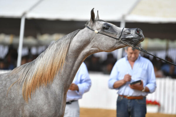 Everything You Should Know About the Arabian Horse Show 2025 | Meridian ...